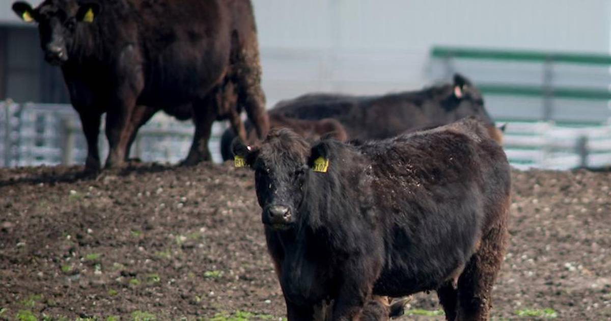 Beef Quality Assurance meetings scheduled – AgriNews