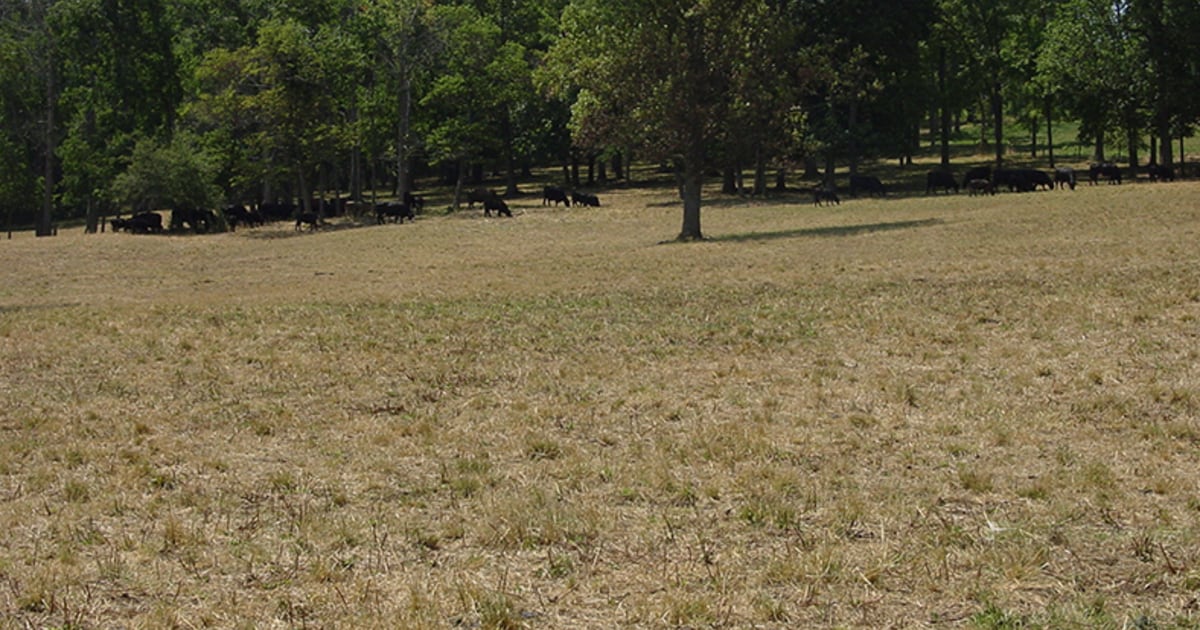 Drought may impact cattle forage – AgriNews