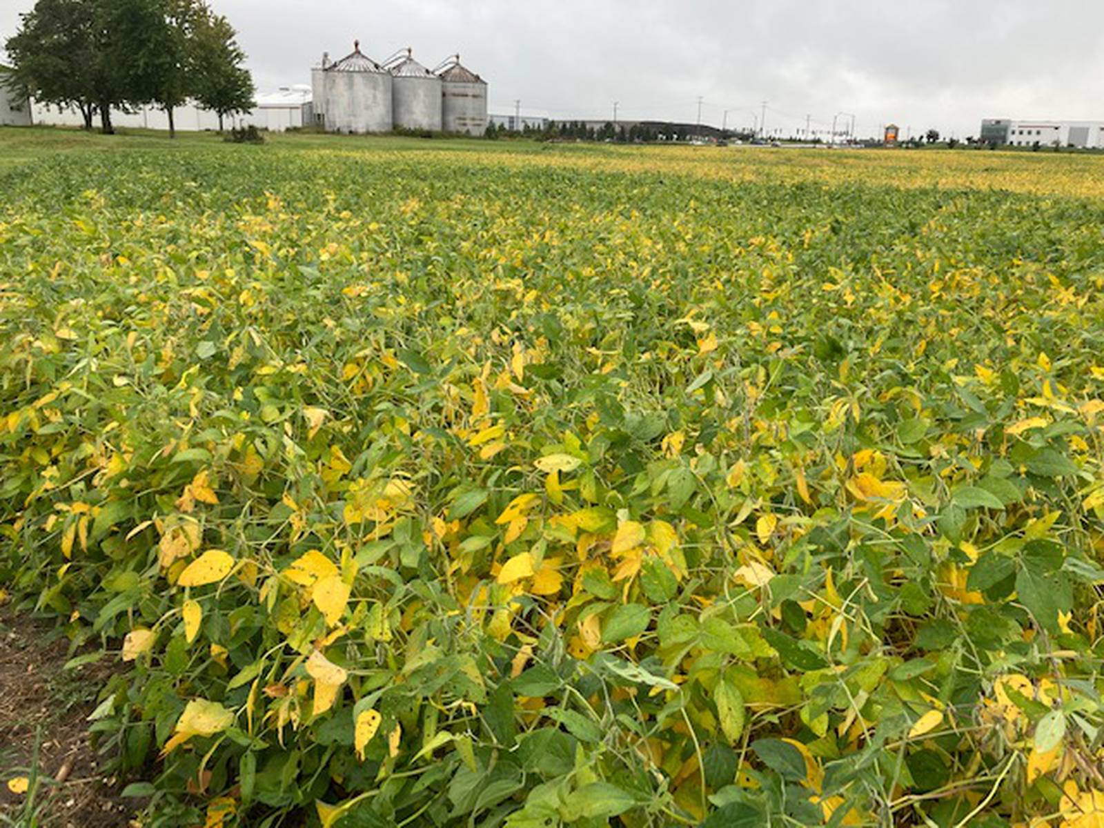 Indiana crop progress – AgriNews