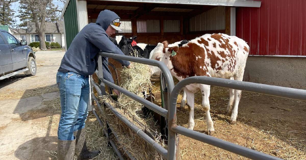 Star in Agricultural Placement finalists – AgriNews