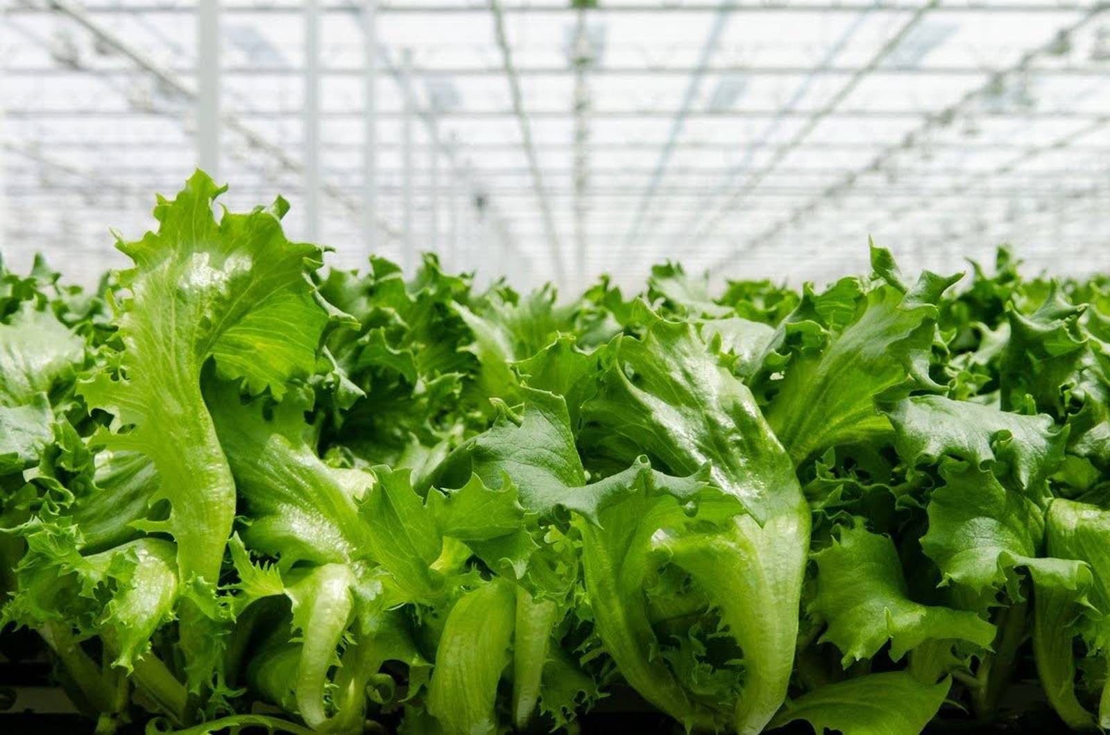 Hi-tech indoor farm in South Bend taking on lettuce market – AgriNews