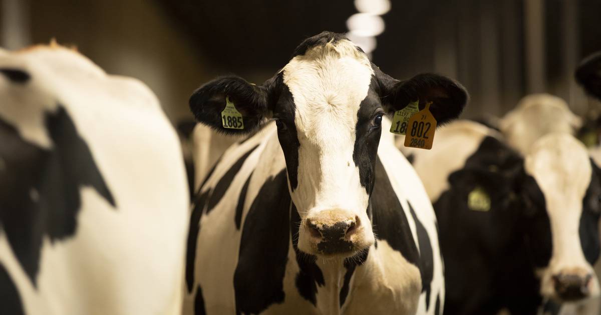 Cutting cow comfort hurts bottom line – AgriNews