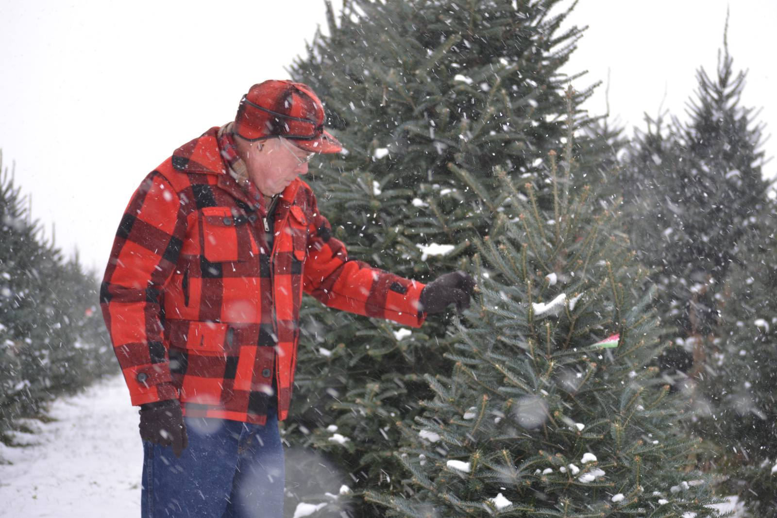 Christmas tree farm facts: Indiana No. 11 in Christmas tree production ...