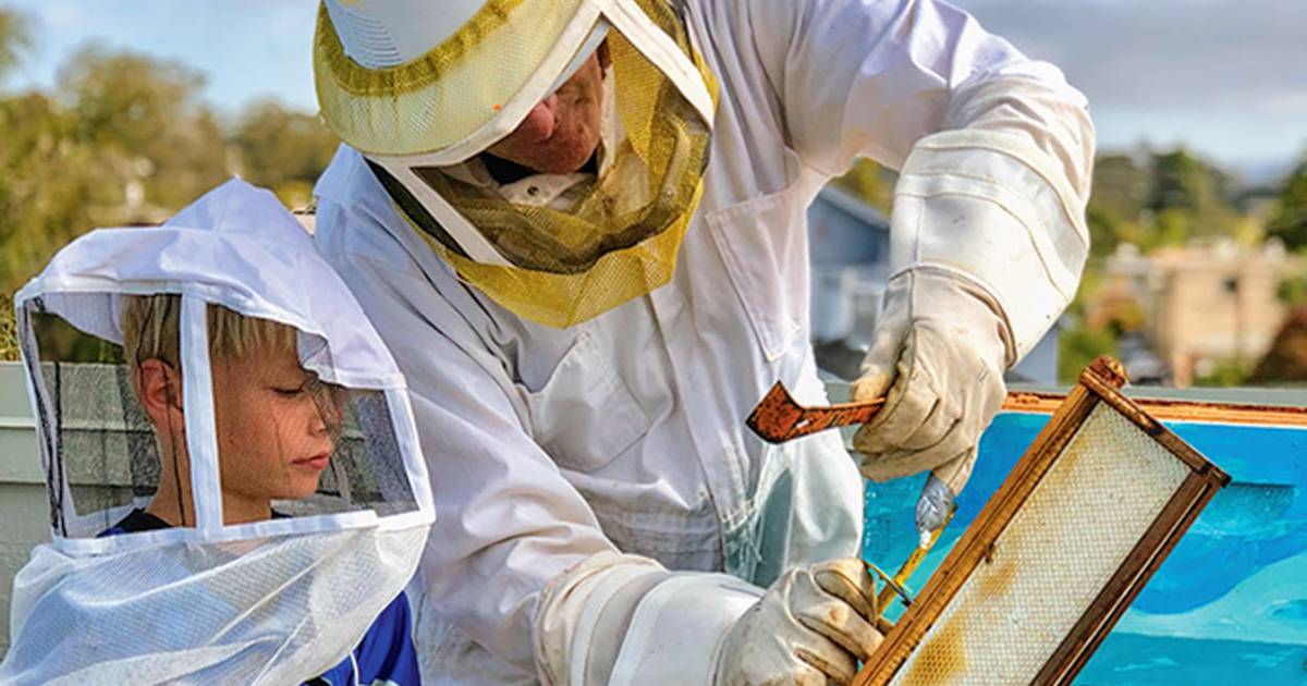 Donna’s Day: Bee-friendly living – AgriNews