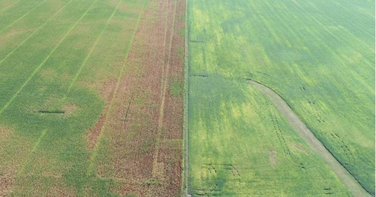 Understanding edge effect on cornfields – AgriNews