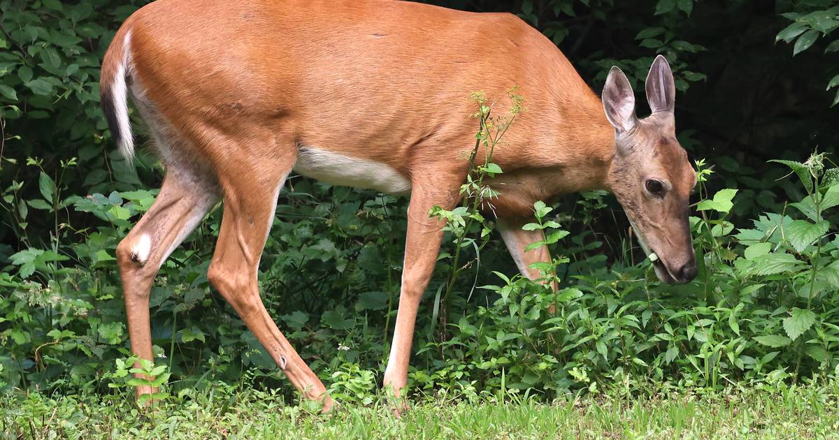Calendar: Managing deer impacts on forest health – AgriNews