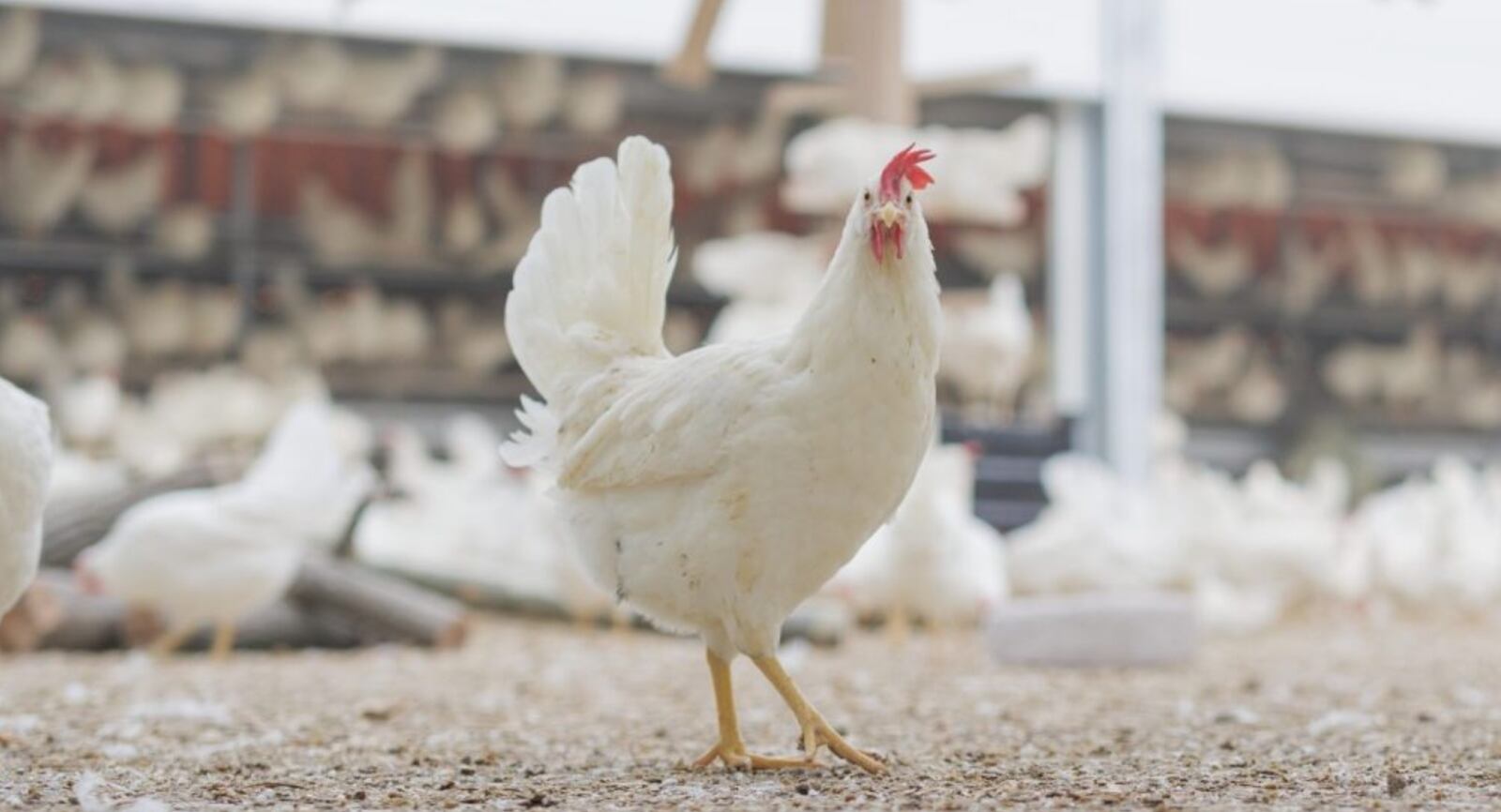 Egg farm eliminates chick culling – AgriNews