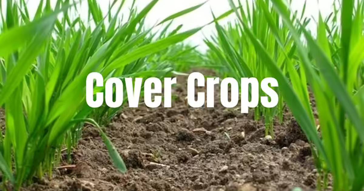 Learn the basics: How to get started in cover crops – AgriNews