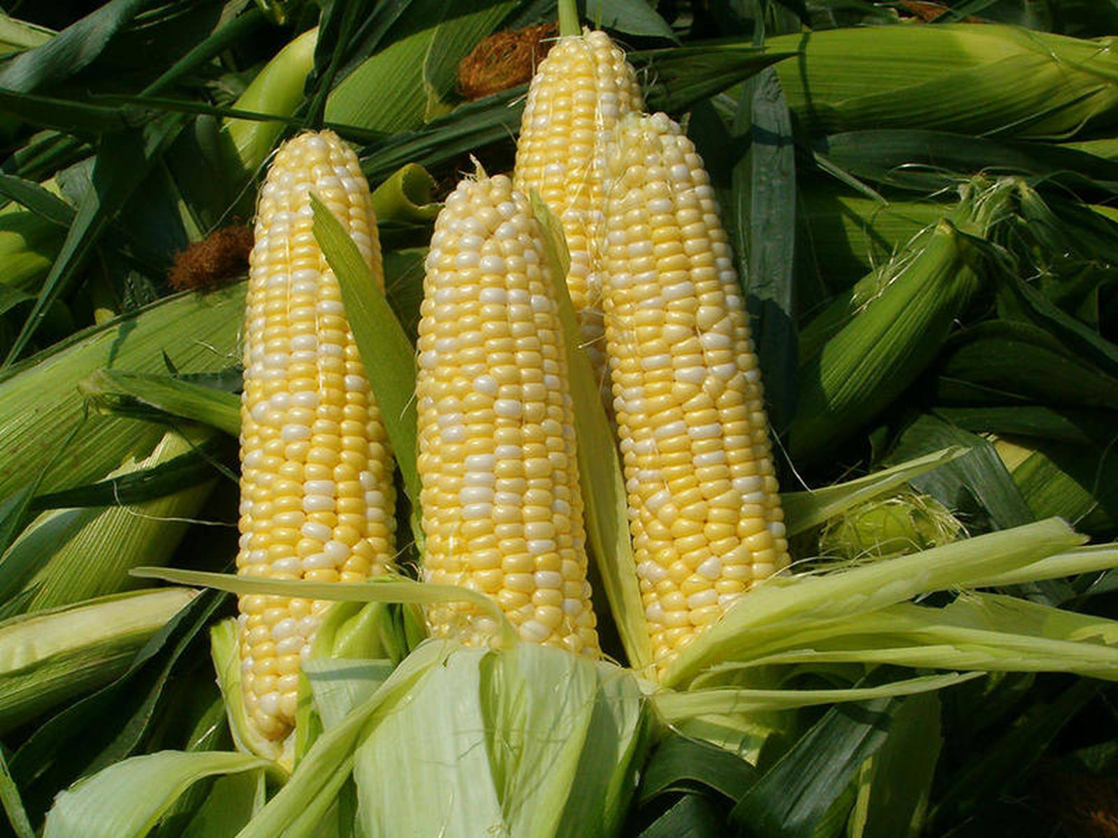 Calendar: Grow a successful sweet corn patch – AgriNews