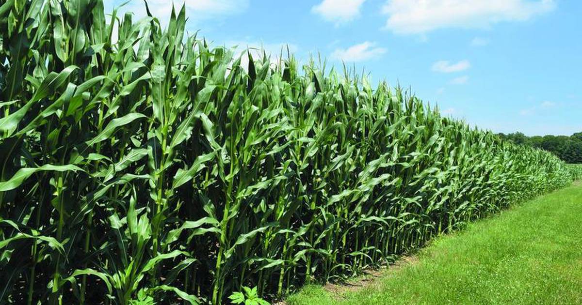 Strong corn yields expected: 188 bushels per acre average expected in ...