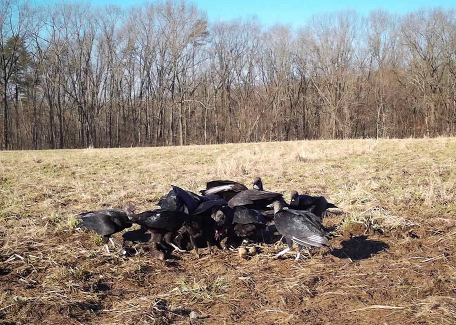 Reducing black vulture attacks on livestock – AgriNews