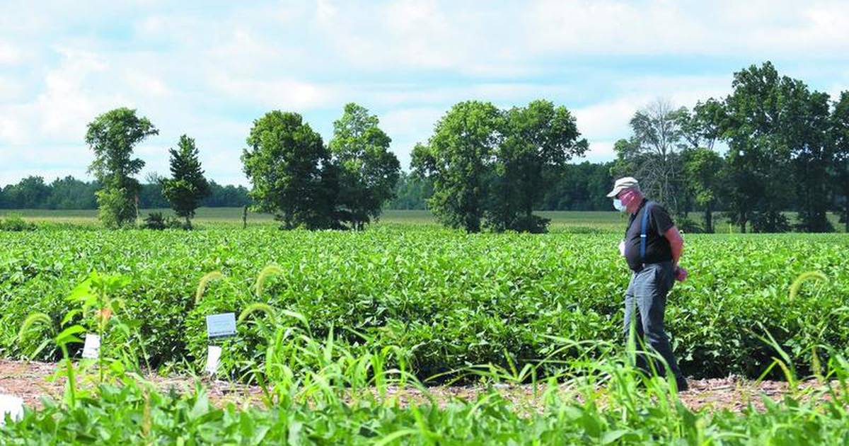 USDA programs in works to help farmers – AgriNews