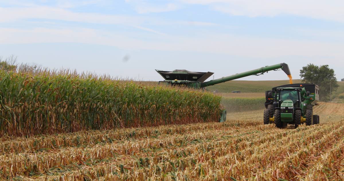 A Year in the Life of a Farmer: Dry, hot conditions impacting corn ...