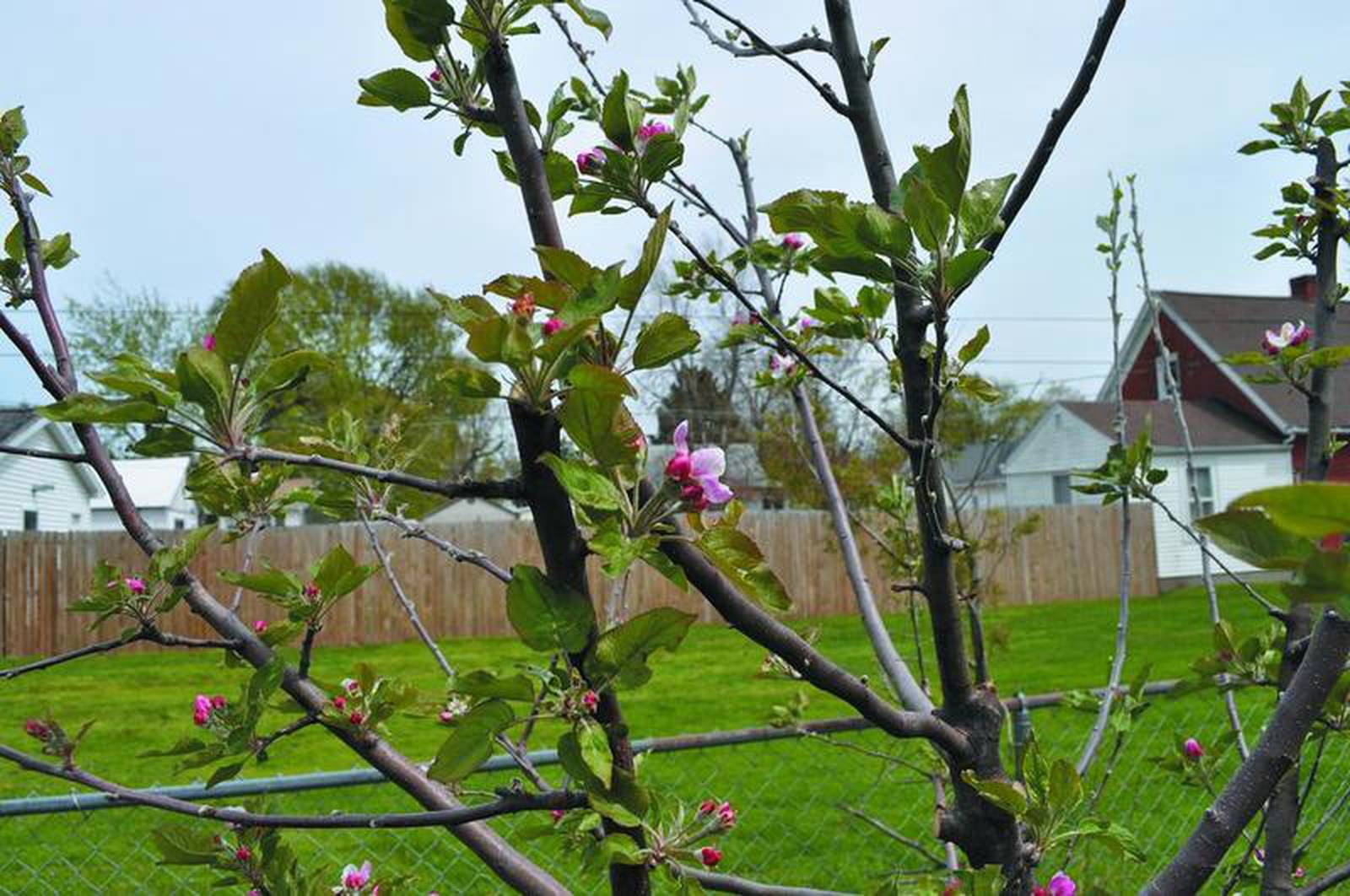 Grow apple trees in your urban garden – AgriNews