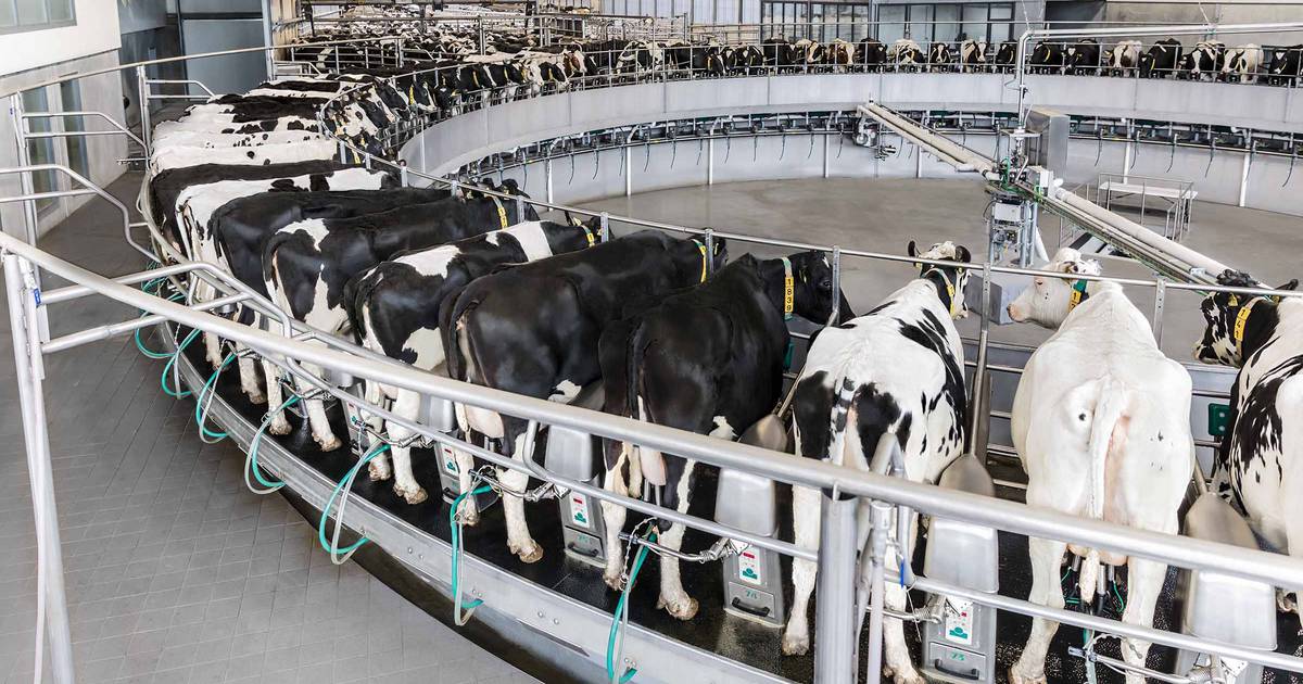 GEA rotary parlors will now be American made – AgriNews