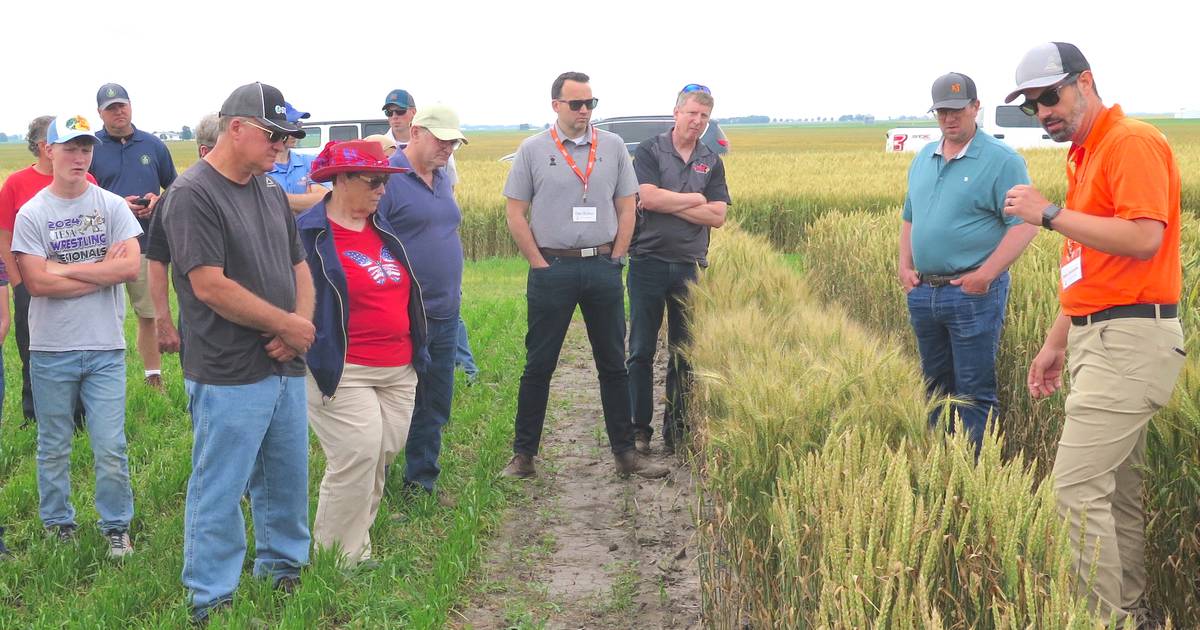 Wheat genetics at turning point for yield, protection – AgriNews