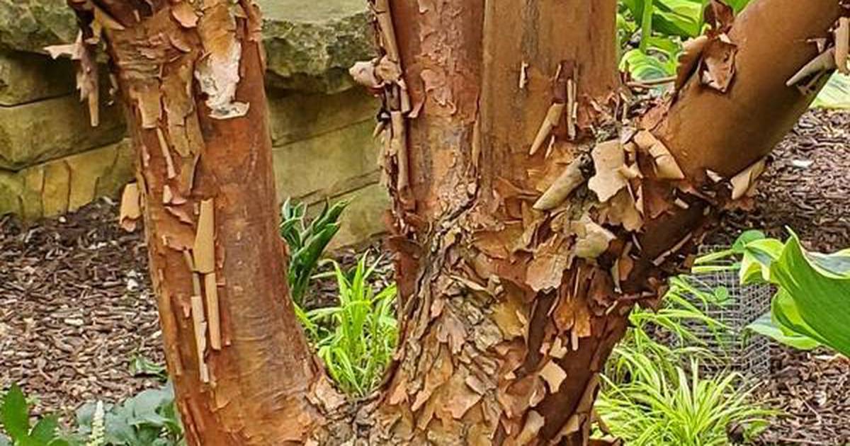 Exfoliating bark trees add great appeal – AgriNews