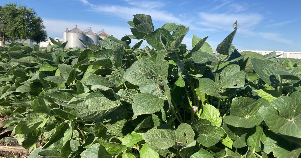 Indiana crop progress – AgriNews