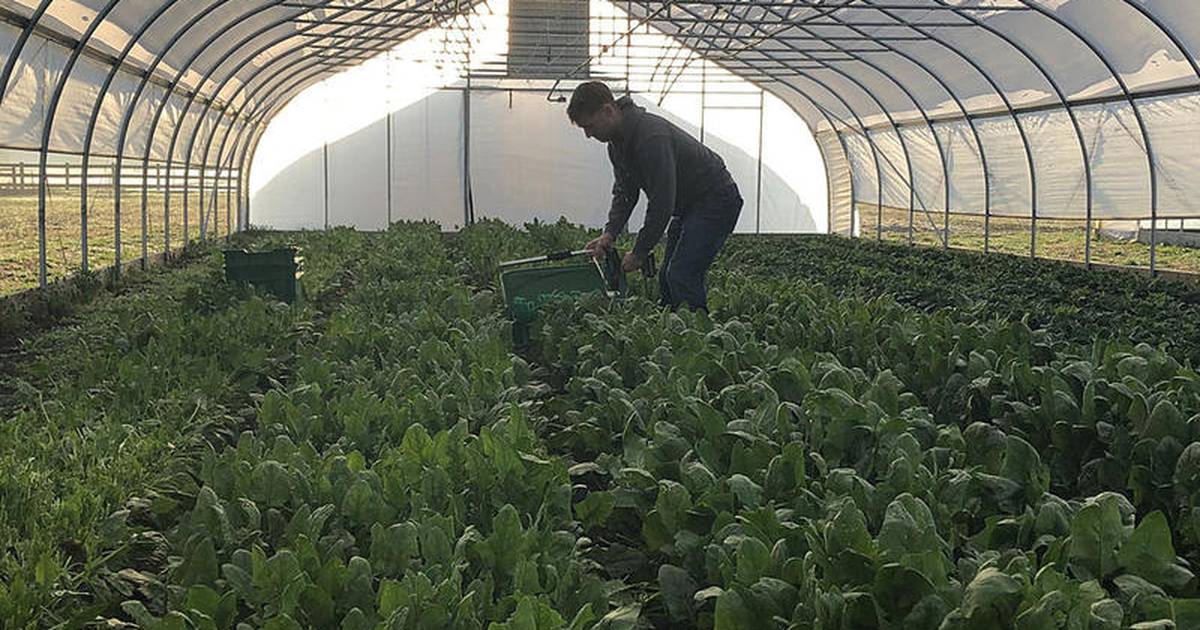 Purdue Student Farm is helping to stock local food pantries with fresh ...