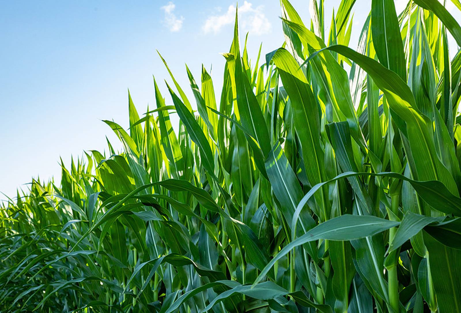 Miravis Neo delivers protection and plant-health benefits – AgriNews