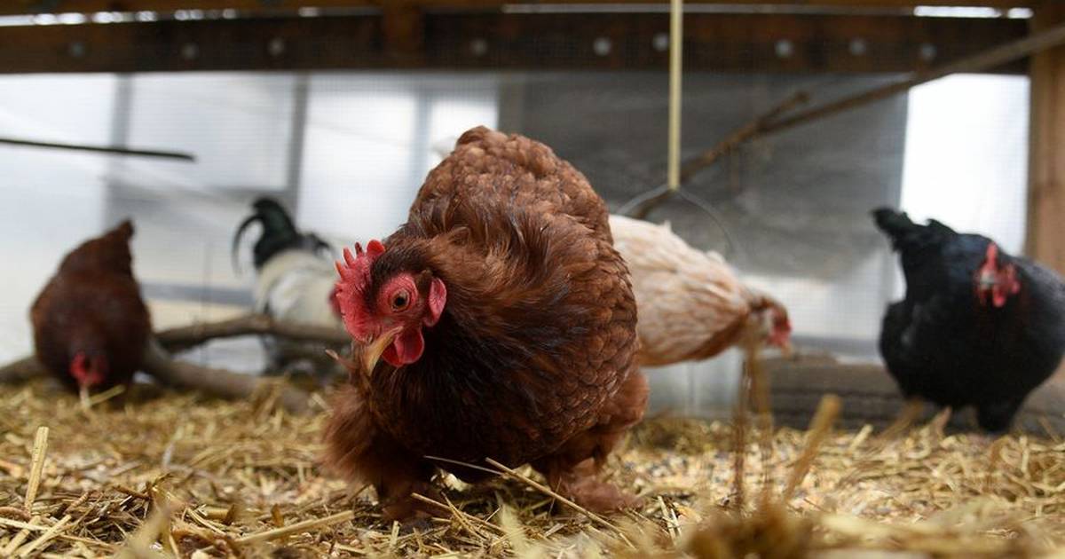 Calendar: Backyard Poultry Workshop – AgriNews