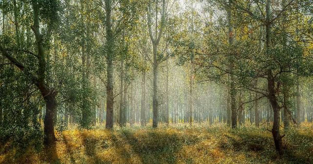 Calendar: Learn about tree grading at Hardwood University – AgriNews