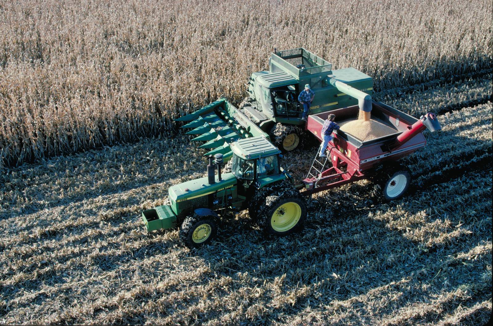 When to harvest lodged corn – AgriNews