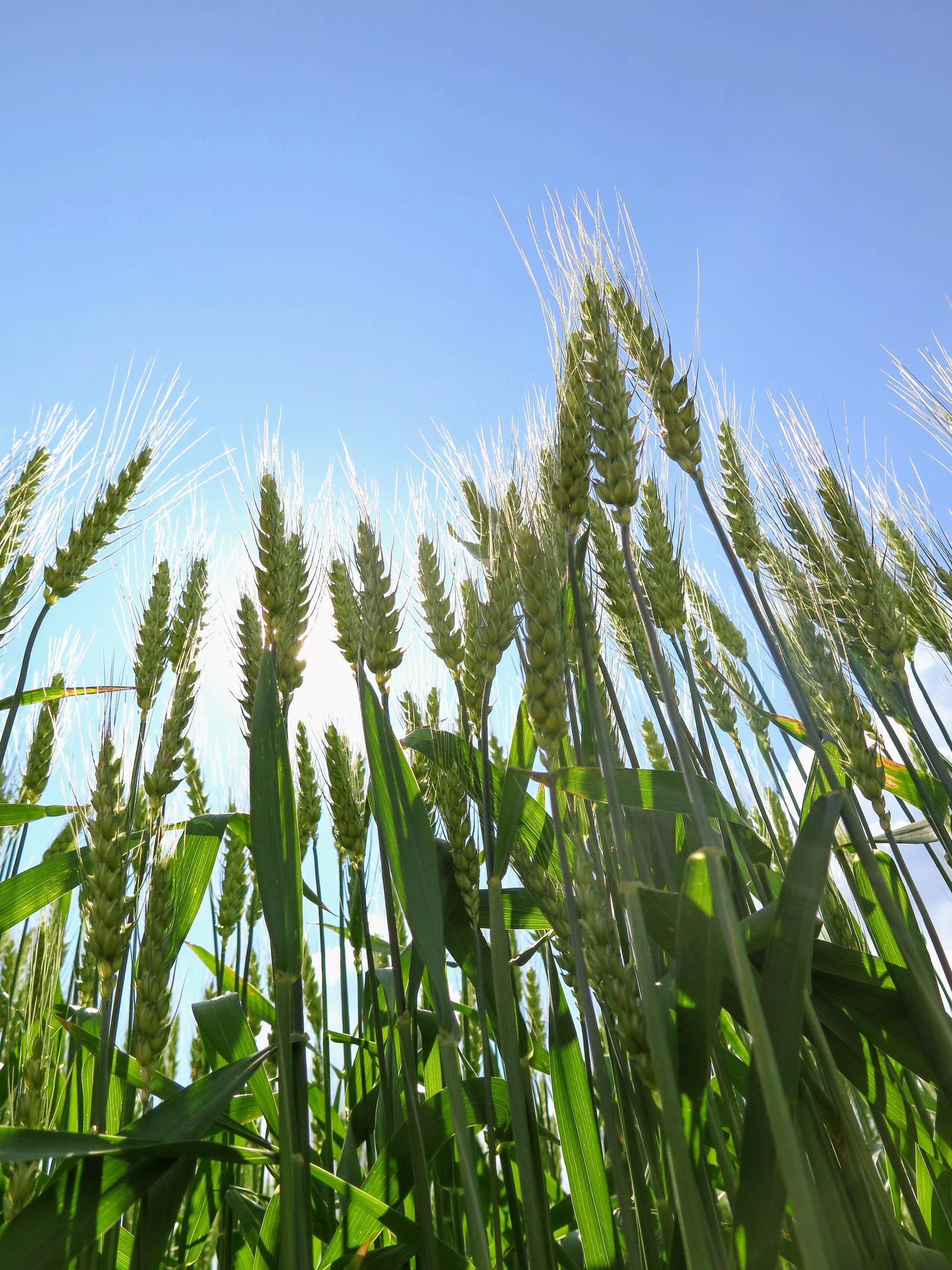 USDA forecasts slight wheat yield increase – AgriNews