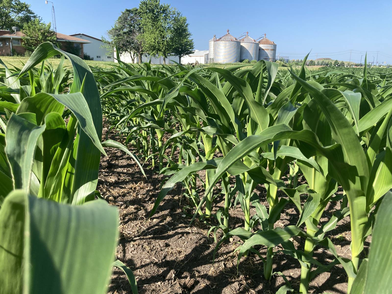 Illinois crop progress for week ending June 22 – AgriNews