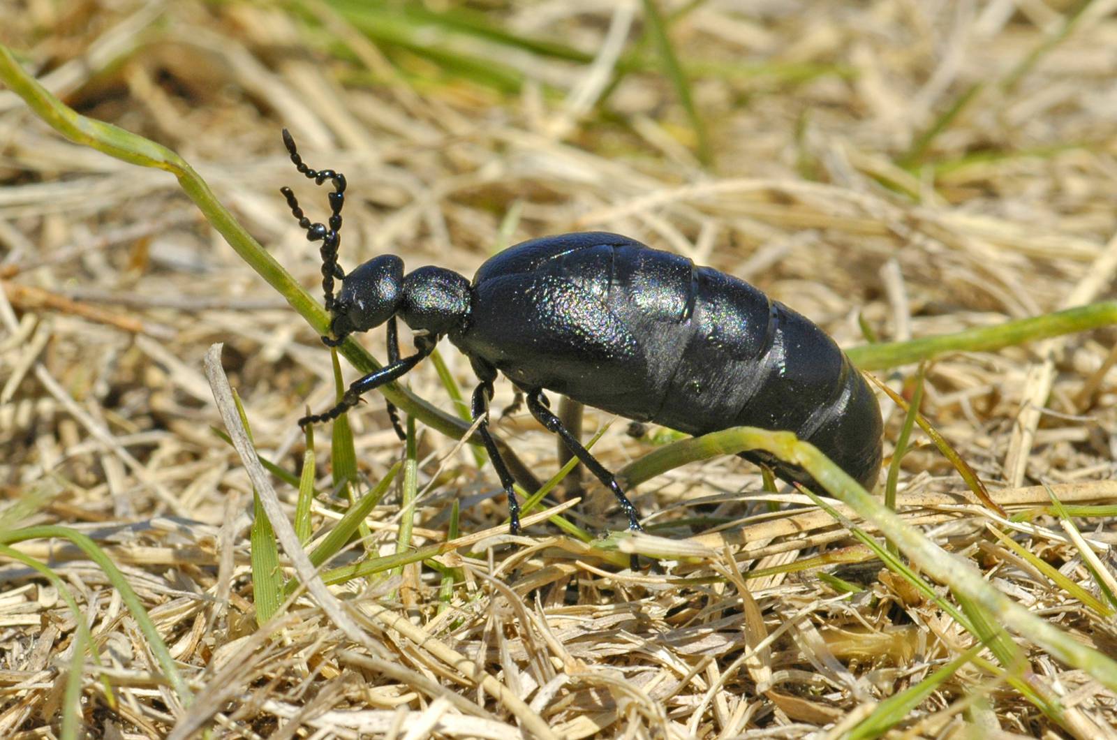 Battling blister beetles: A tale of false indigo and alfalfa – AgriNews