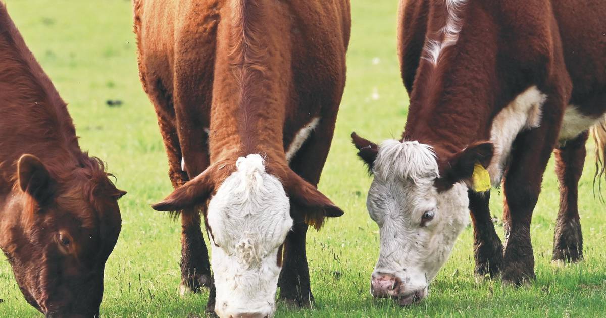 New resource helps cattle producers maximize profitability – AgriNews