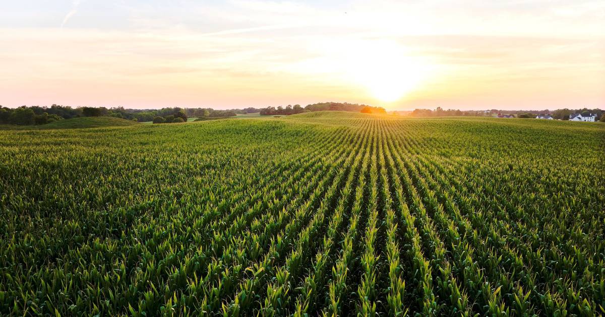 It’s time to ‘go for a ride’ to look at crops – AgriNews