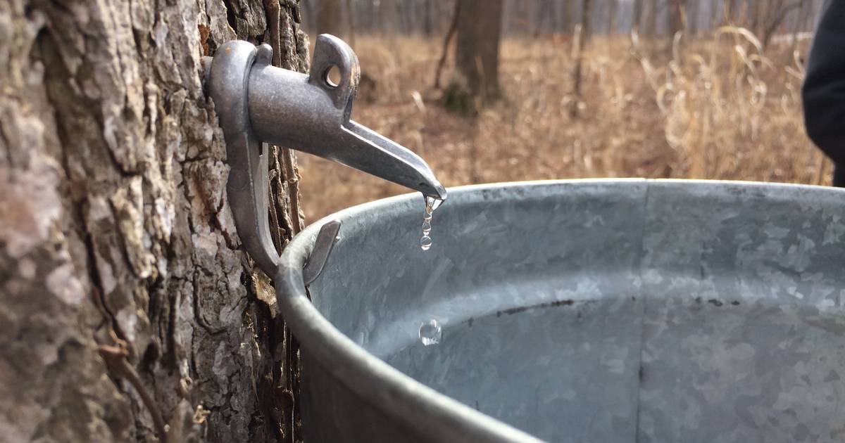 Calendar: Maple Syrup Production Workshop at Dixon Springs – AgriNews