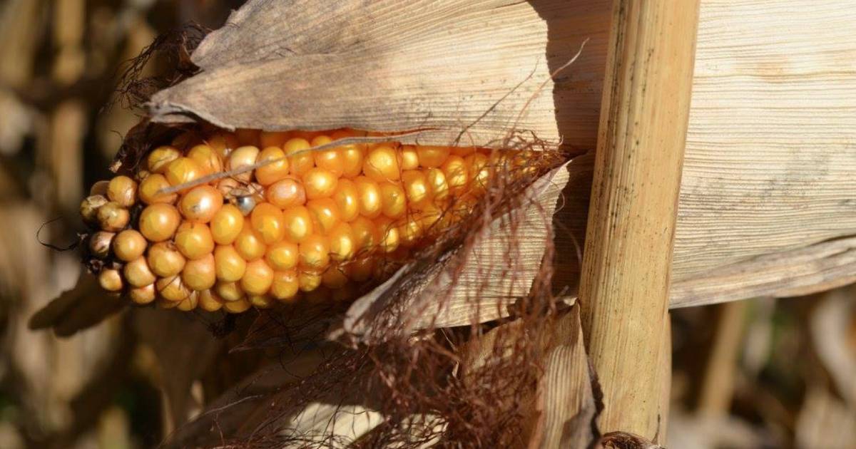 State corn-husking competition returns to Nappanee in October – AgriNews