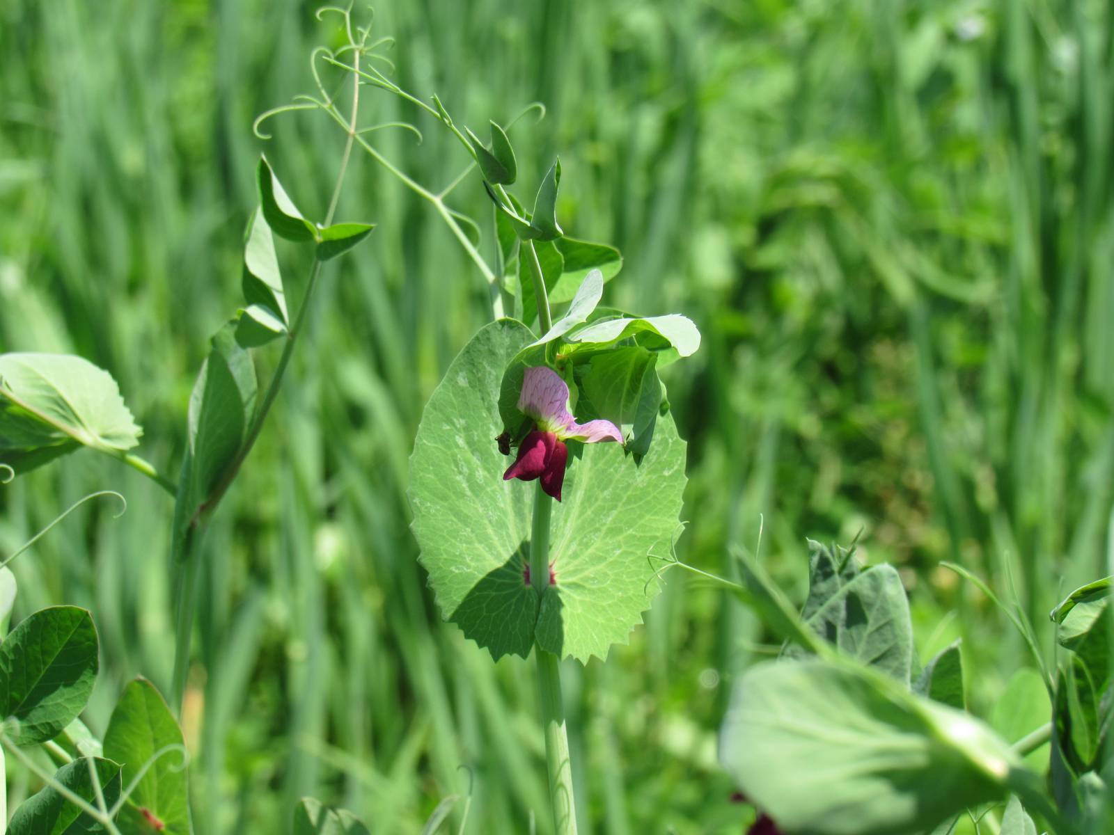 Frillman: Give soil a jump-start with cover crops – AgriNews