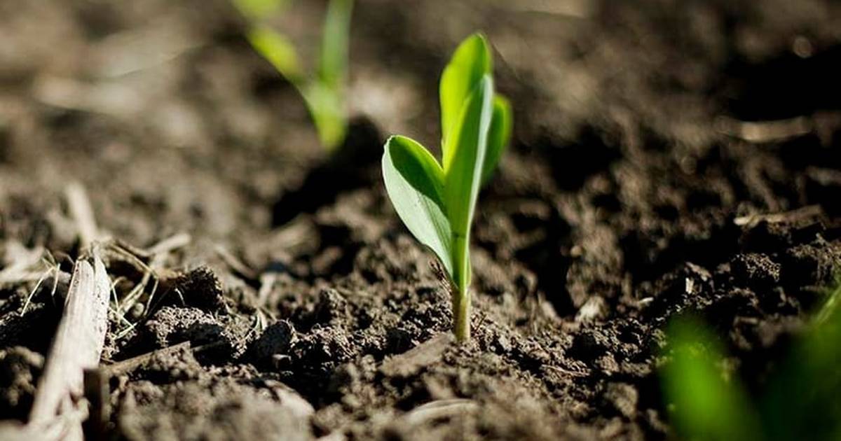 ‘We need to stick to our plans’: Farmers urged to wait for ideal ...