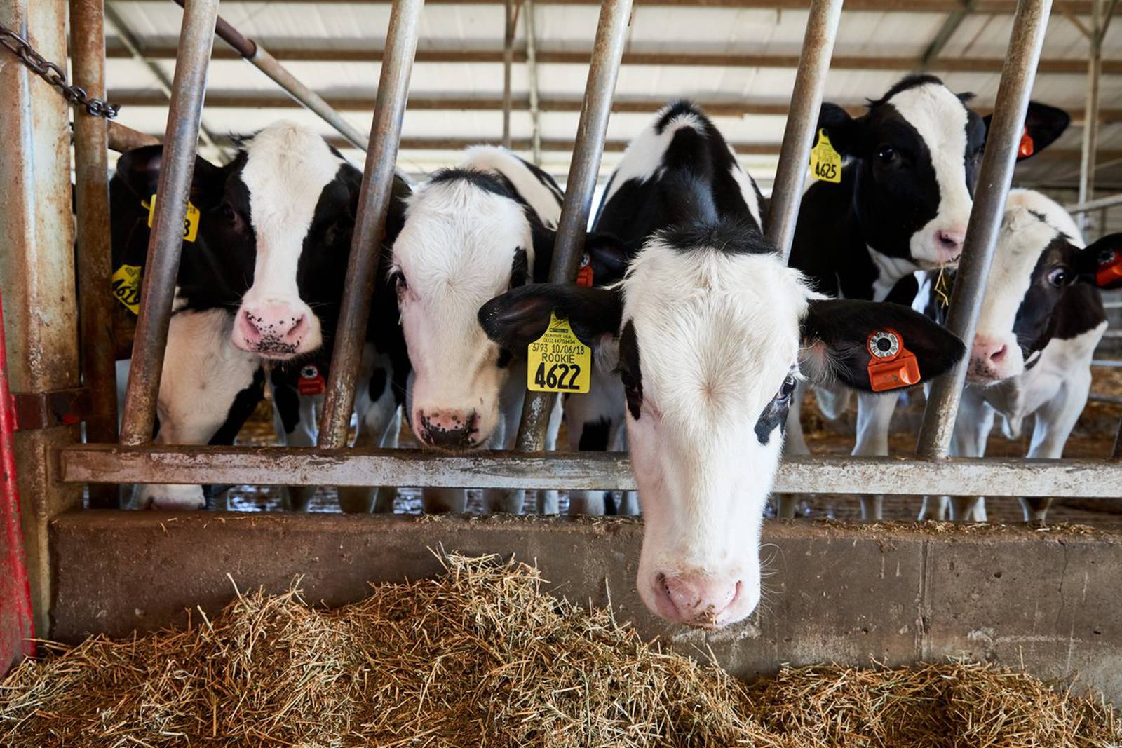 Calf nutrition program impacts future milk production – AgriNews
