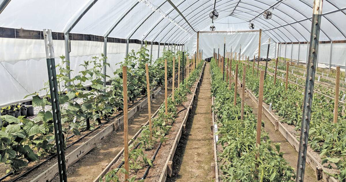 Calendar: High Tunnels Production Field Day at Dixon Springs – AgriNews