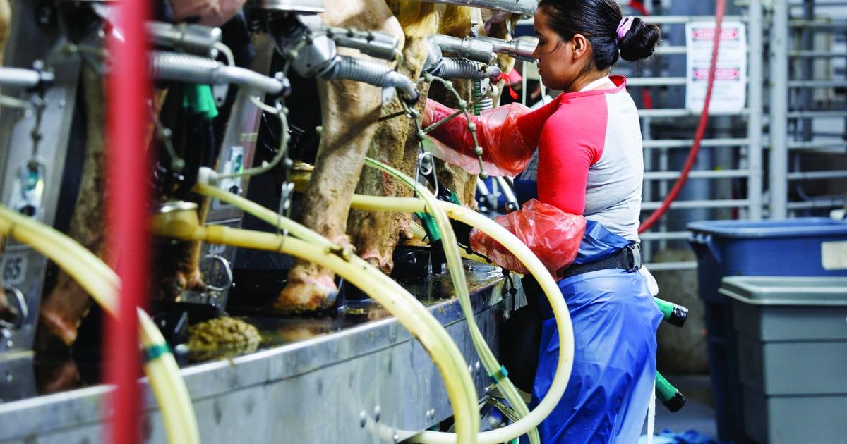 What every dairy should know before starting a rotary parlor – AgriNews