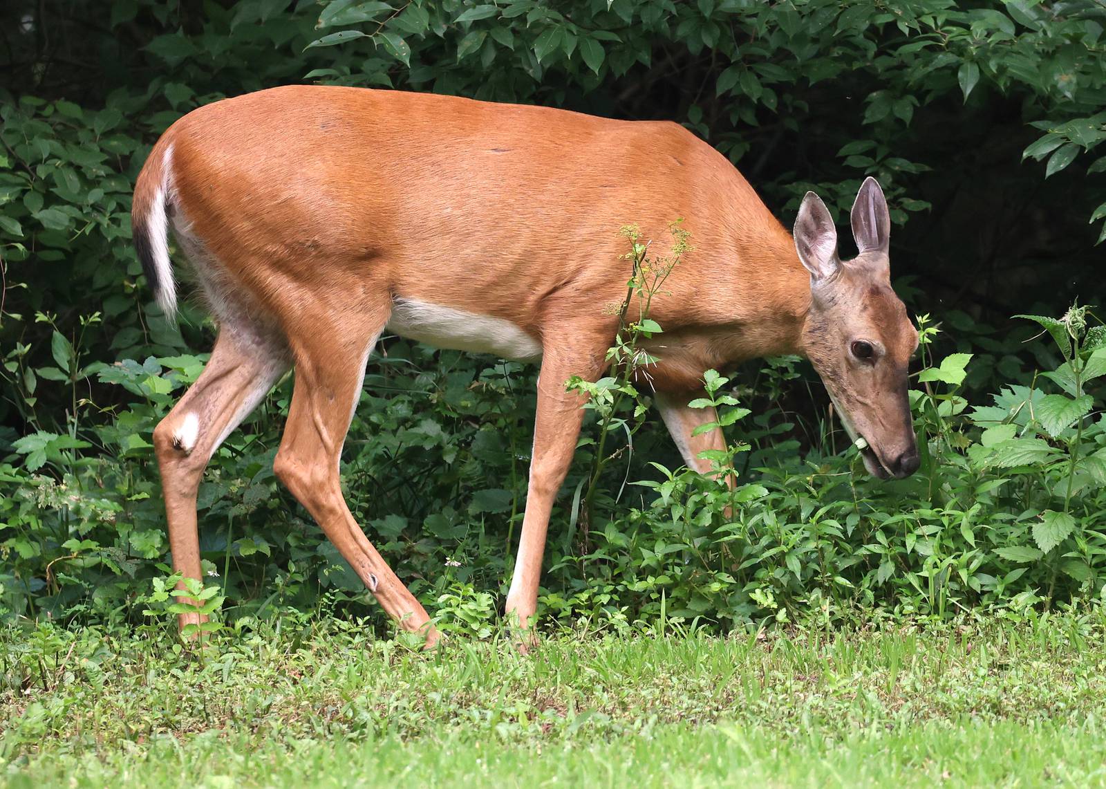Calendar: Managing deer impacts on forest health – AgriNews