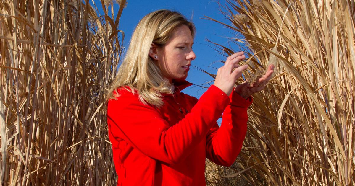 Perennials complement corn, soybean production – AgriNews