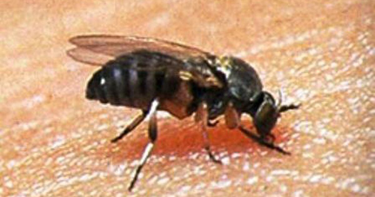 Beware of buffalo gnats – AgriNews