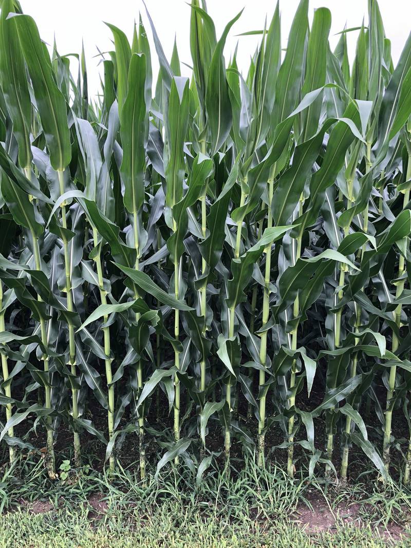 Farm Management Tour coming to south-central Indiana – AgriNews