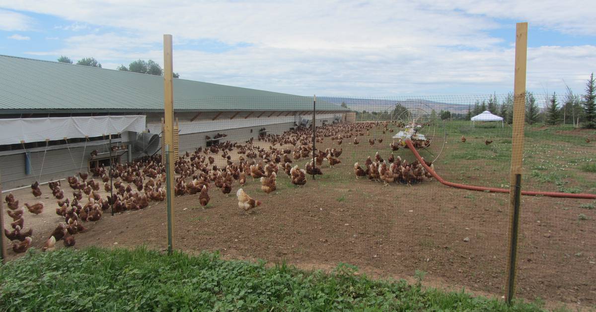 Extension Notebook: Managing your poultry flock during hot weather ...