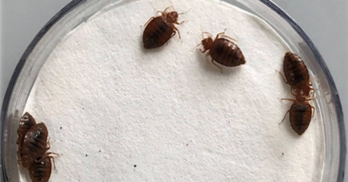 Essential oils restore insecticide effectiveness against bed bugs ...