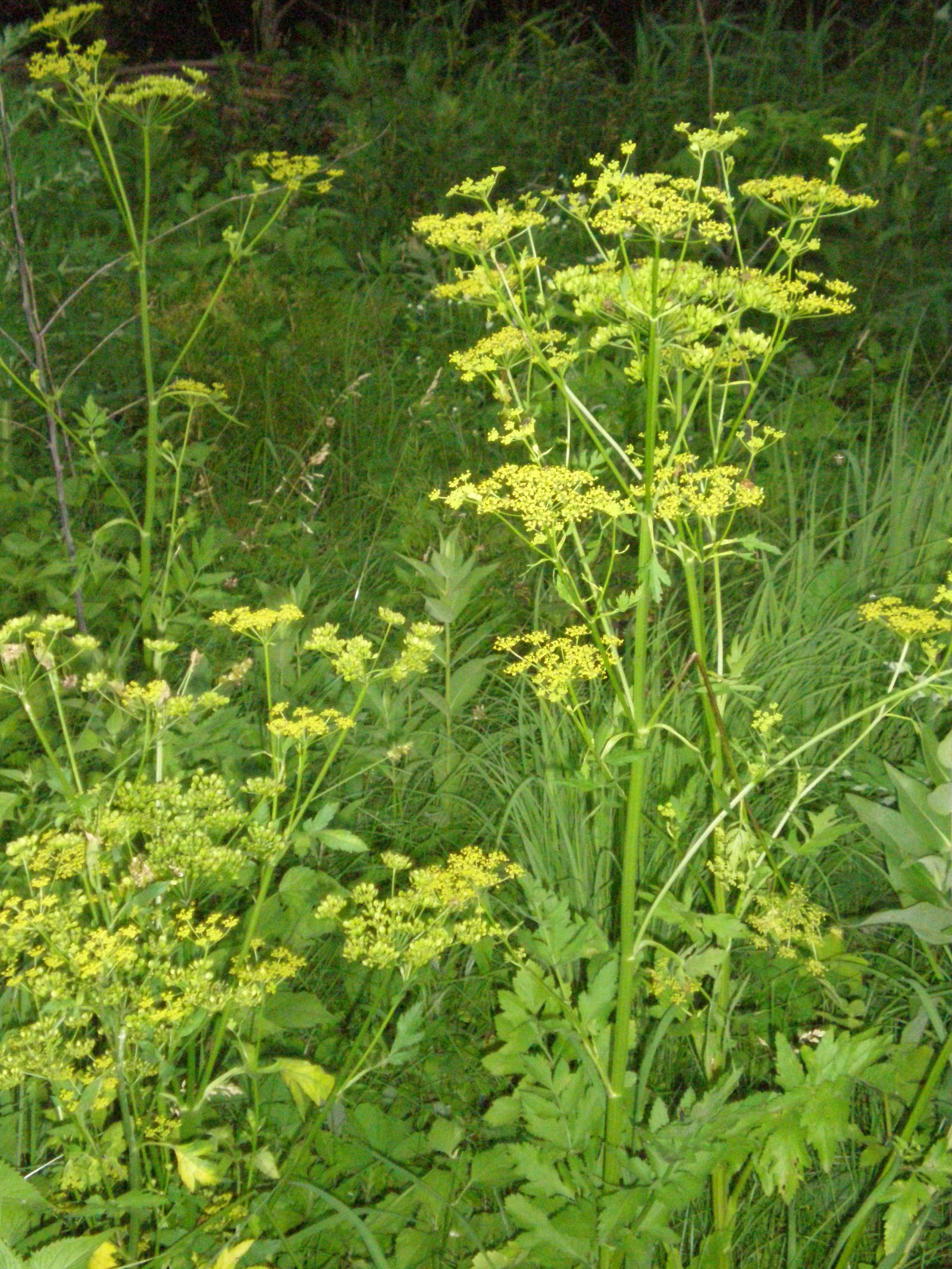 Identify, avoid and manage troublesome wild parsnip – AgriNews