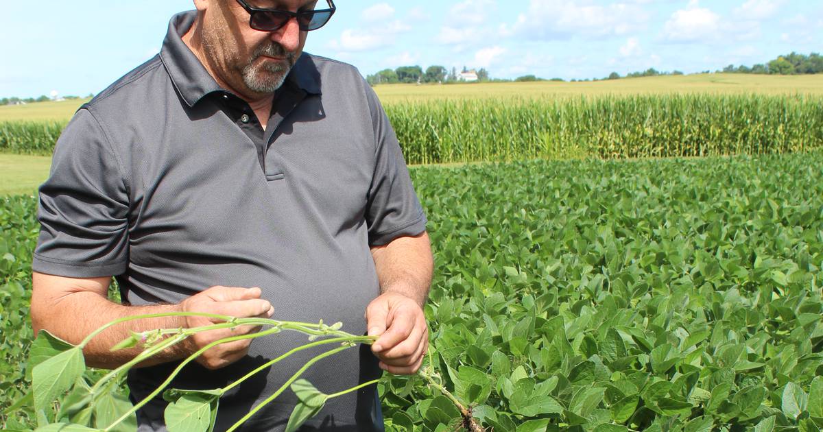 Spraying fungicides, preparing for fall harvest – AgriNews