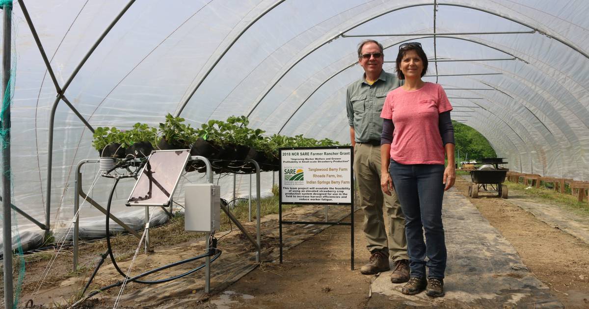 Fort Wayne farmer elevates strawberry ergonomics – AgriNews