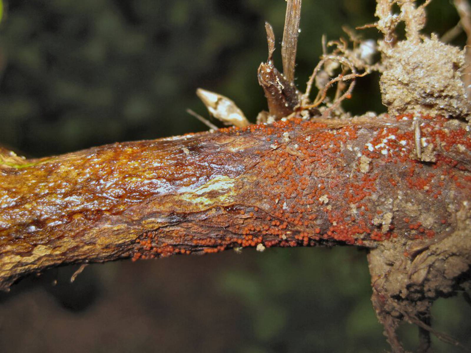 Red crown rot emerging in Illinois – AgriNews