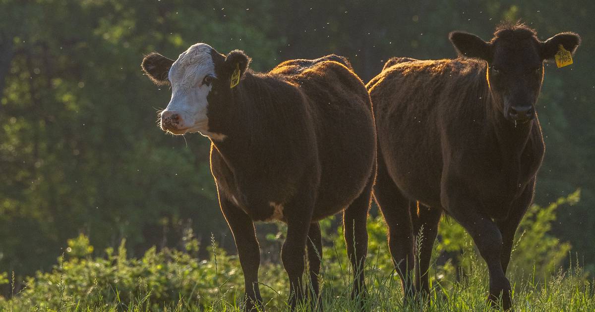 Celebrate Beef Month – AgriNews